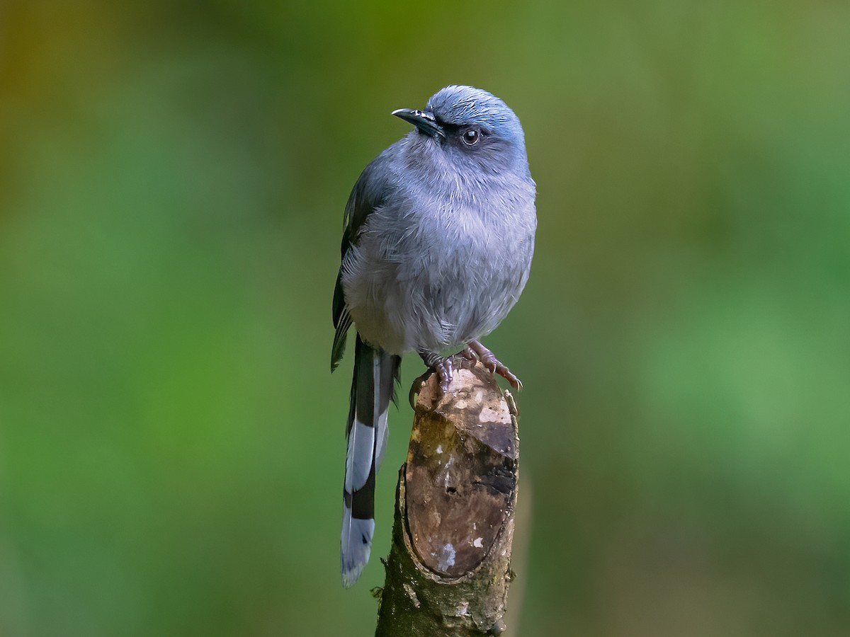 Beautiful Sibia - Heterophasia pulchella - Birds of the World