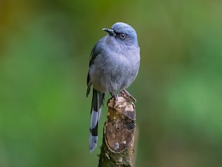 Beautiful Sibia - Heterophasia pulchella - Birds of the World