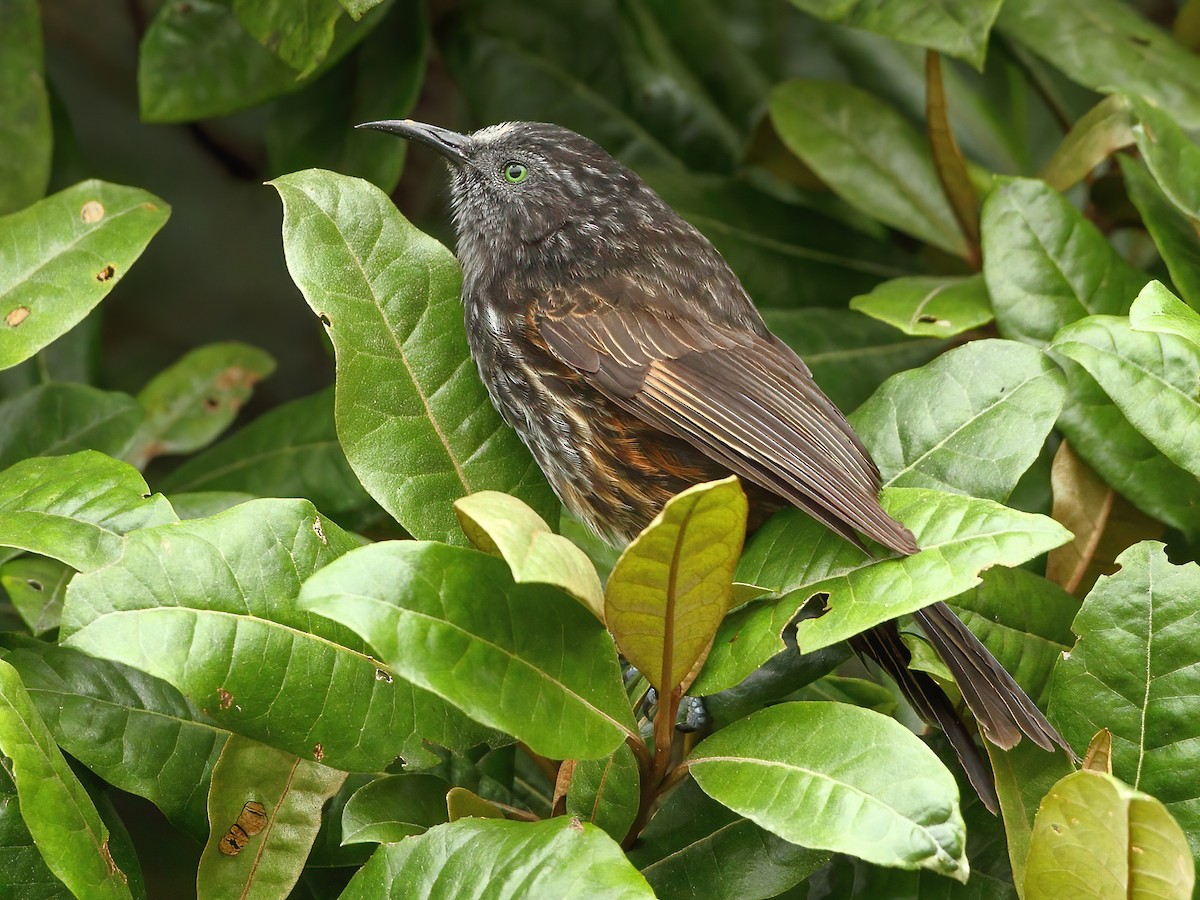 Gray-streaked Honeyeater - Ptiloprora perstriata - Birds of the World