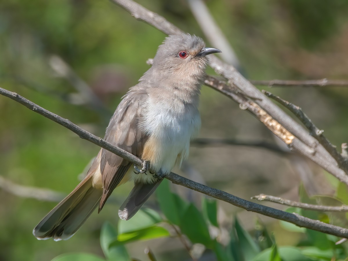 Ash-colored Cuckoo - Coccycua cinerea - Birds of the World