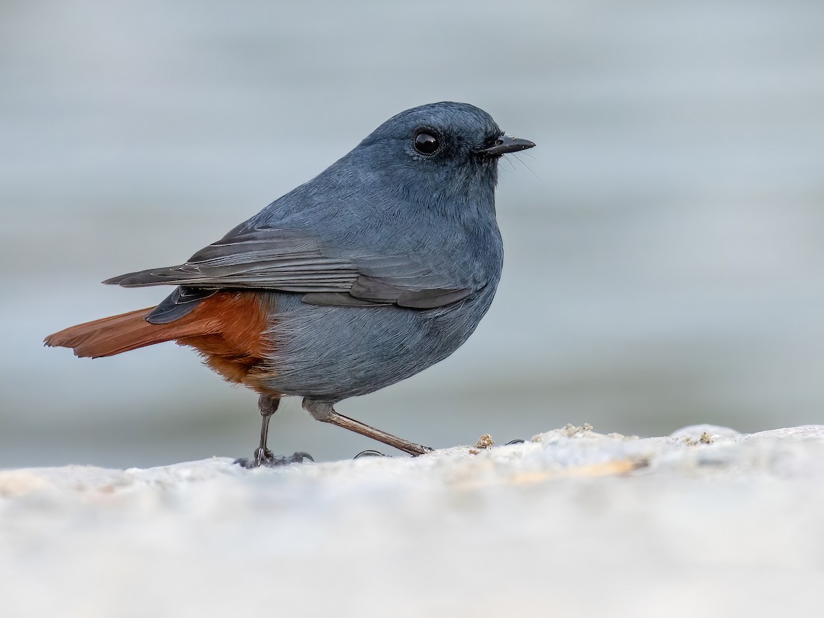 Plumbeous Redstart - Phoenicurus fuliginosus - Birds of the World