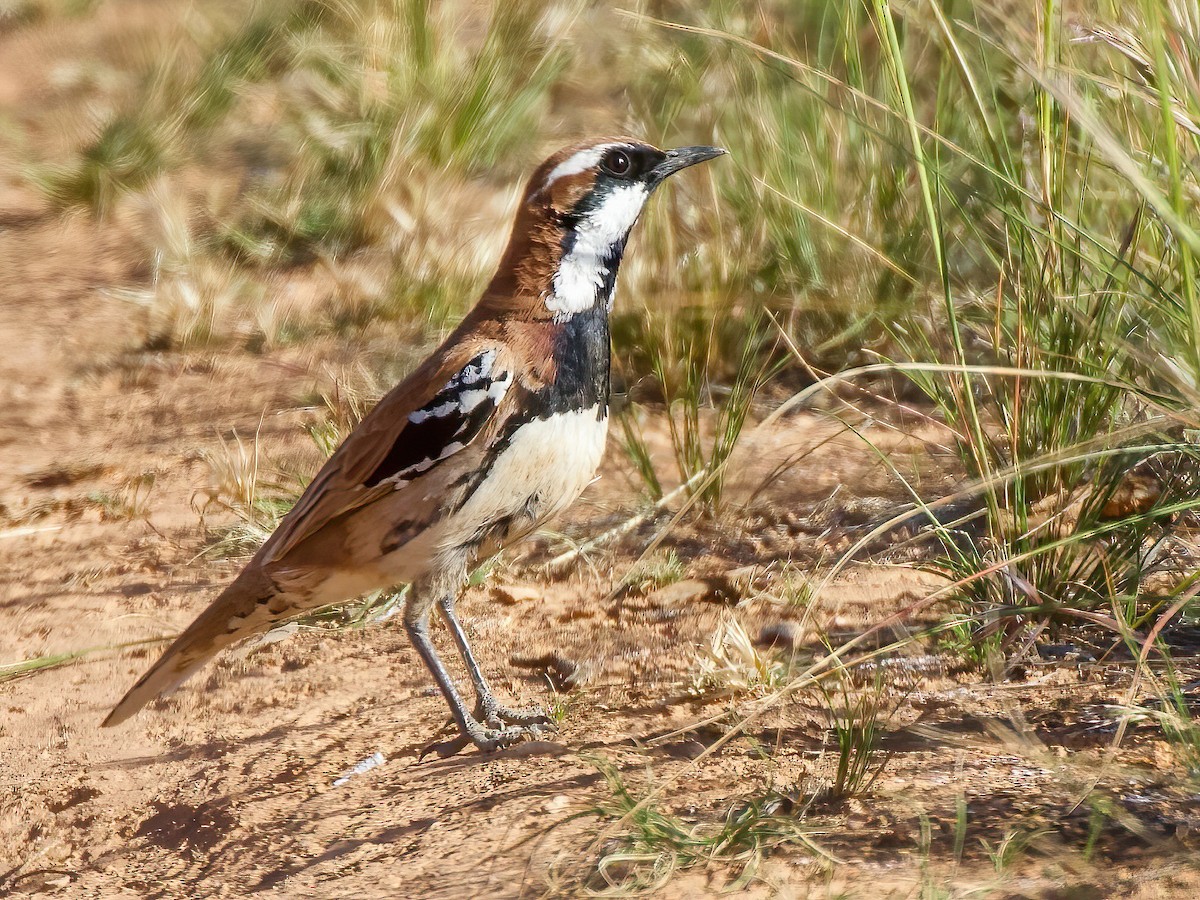 Nullarbor Quail-thrush - Cinclosoma alisteri - Birds of the World