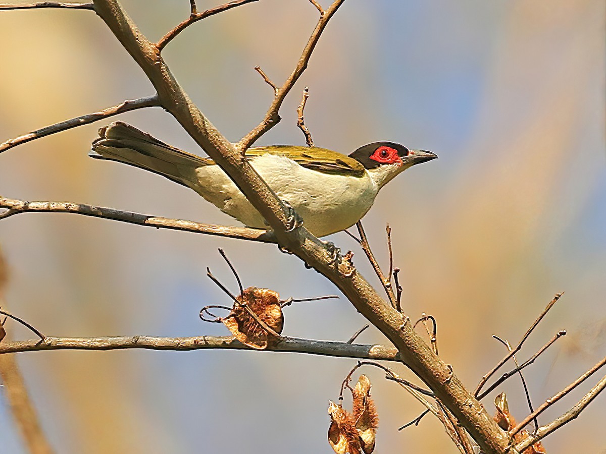 Wetar Figbird - Sphecotheres hypoleucus - Birds of the World
