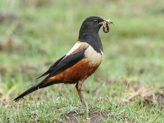 White-backed Thrush - Turdus kessleri - Birds of the World