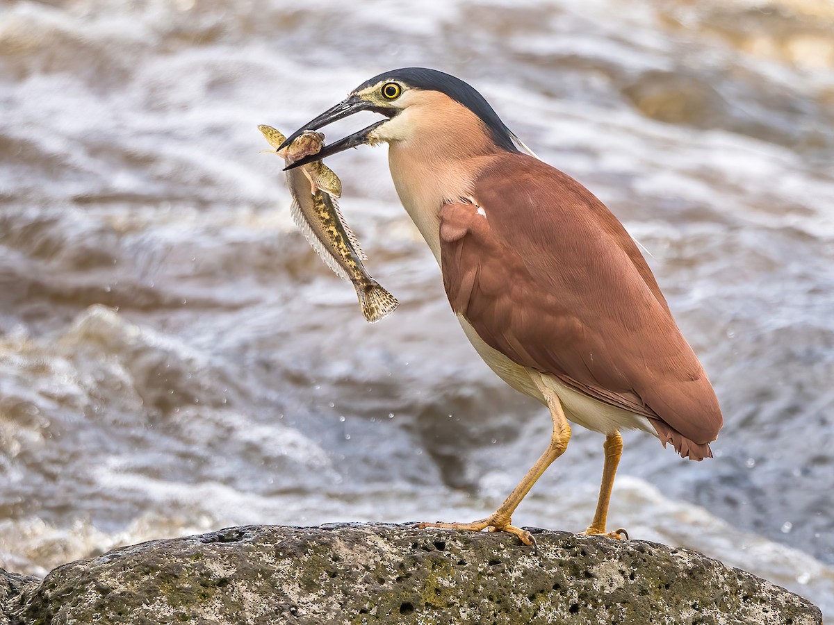 Nankeen Night Heron - Nycticorax caledonicus - Birds of the World