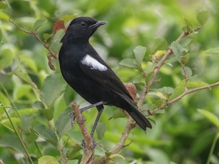 Sooty Chat - Myrmecocichla nigra - Birds of the World