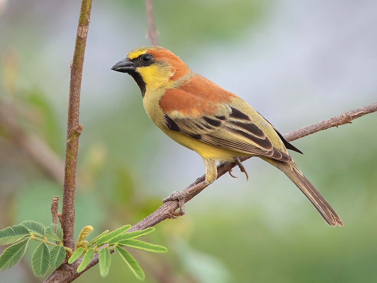 Plain-backed Sparrow - Passer flaveolus - Birds of the World