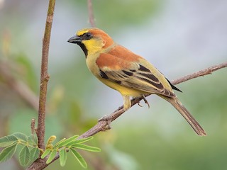 Plain-backed Sparrow - Passer flaveolus - Birds of the World