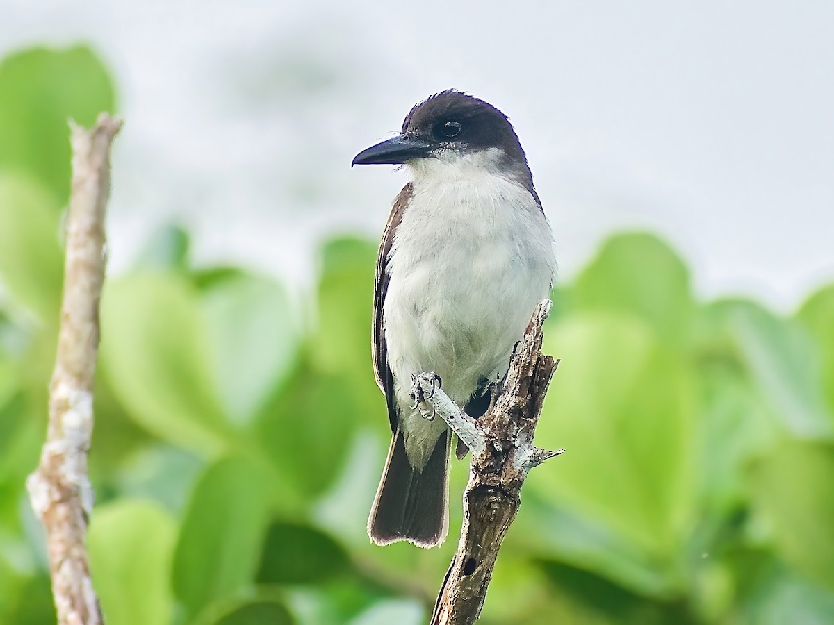 Giant Kingbird - Tyrannus cubensis - Birds of the World