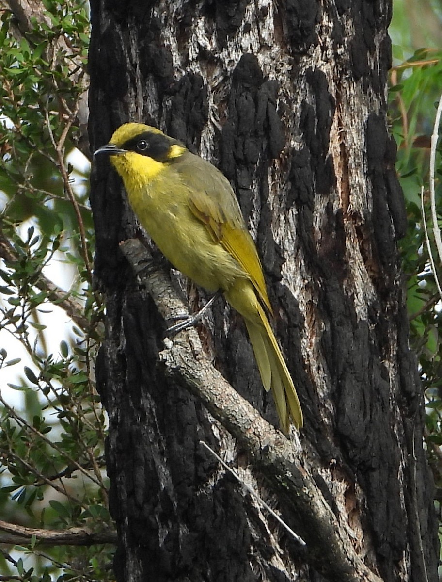 eBird Checklist - 4 Apr 2023 - 2327, Pelaw Main AU-NSW -32.84969, 151. ...