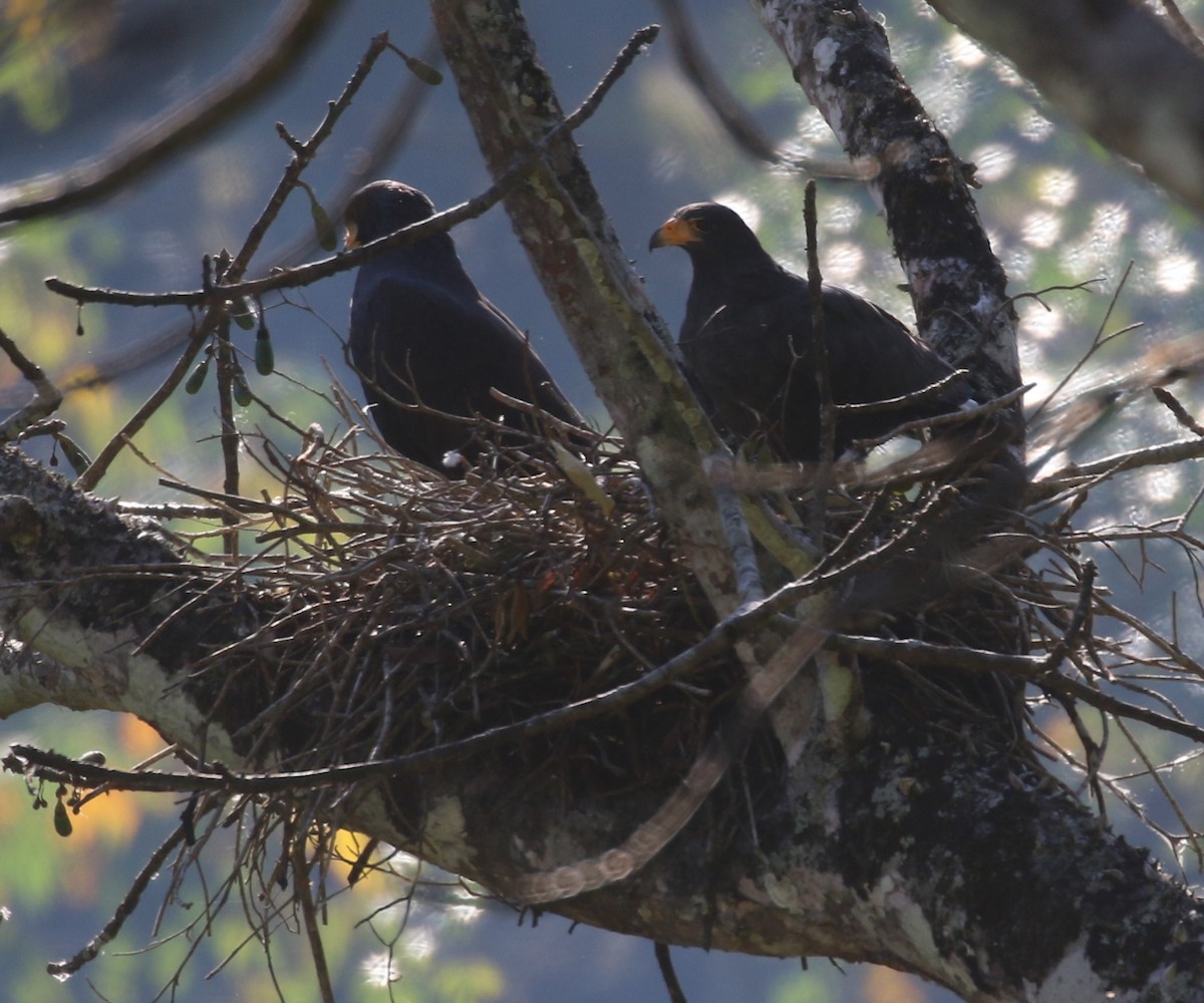 eBird Checklist - 18 Mar 2023 - Lower Blanchisseuse Rd - 1 species