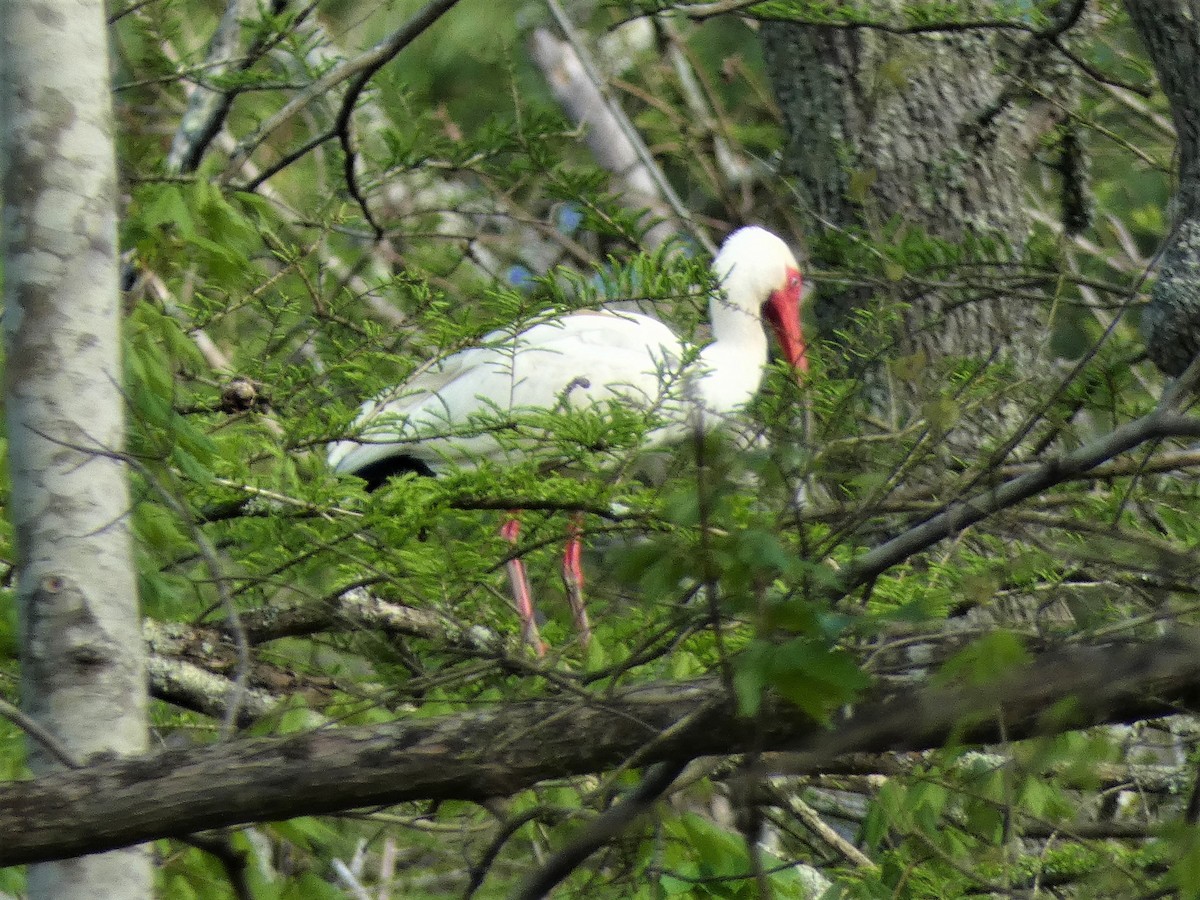 eBird Checklist - 4 Apr 2023 - Stumpy Lake Natural Area - 34 species