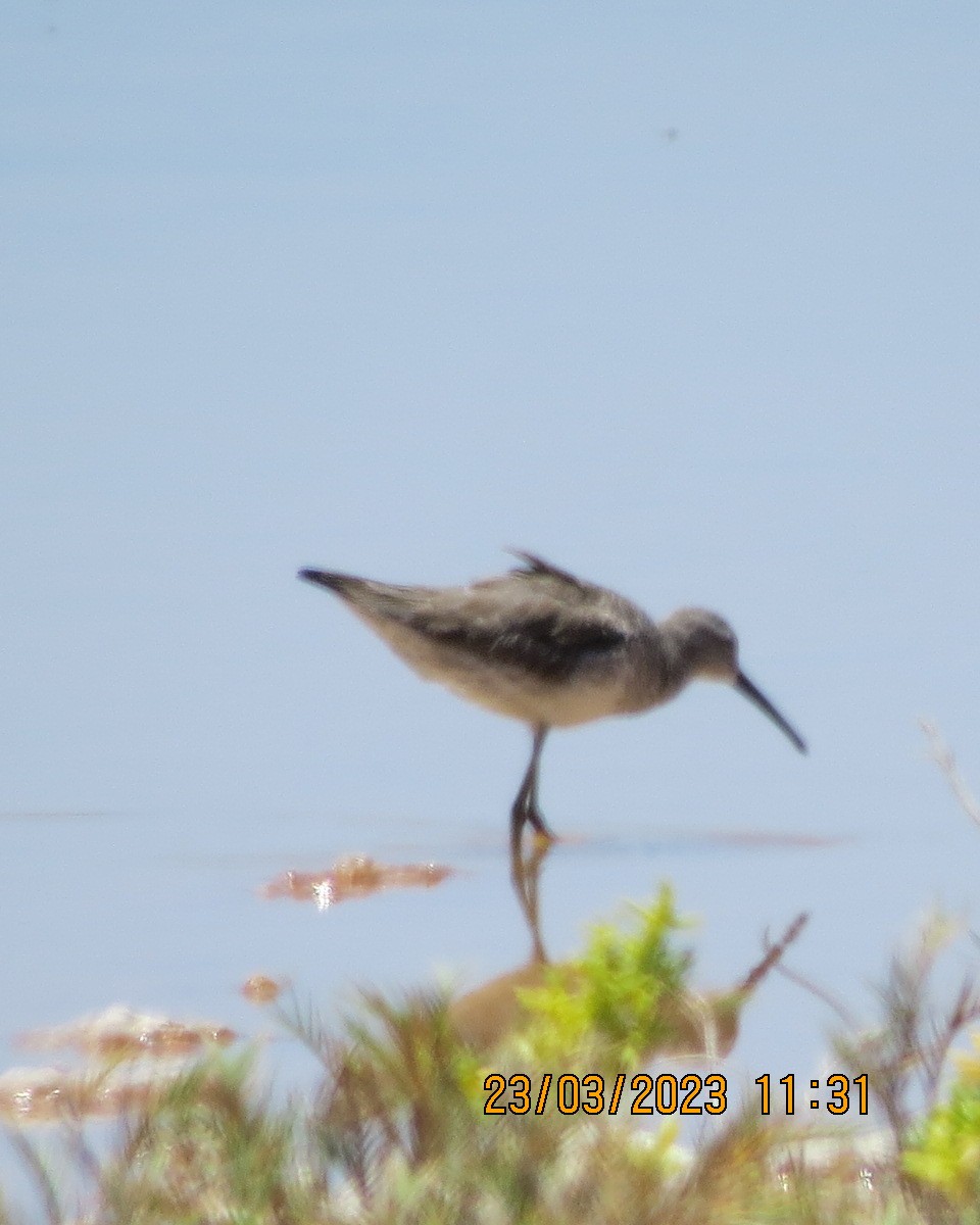 eBird Checklist - 23 Mar 2023 - Monumento Natural Bahía de las Calderas ...