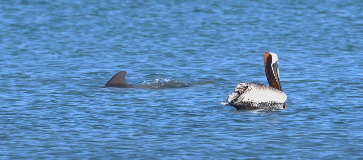 eBird Checklist - 4 Apr 2023 - Dunedin Causeway - 29 species