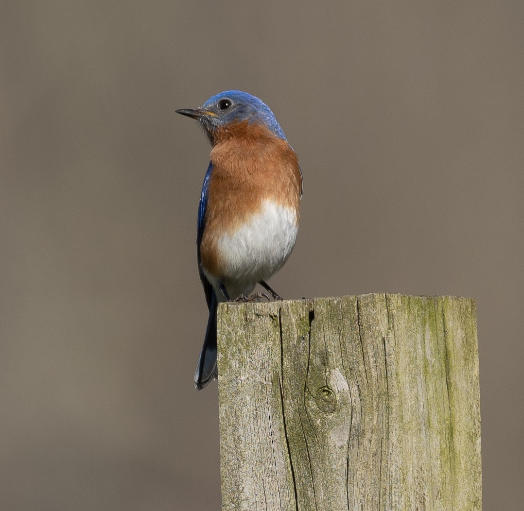 ML553473271 - Eastern Bluebird - Macaulay Library