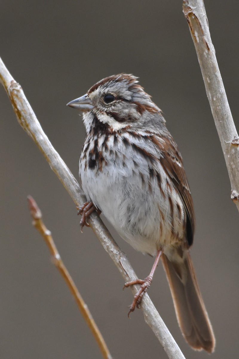 eBird Checklist - 4 Apr 2023 - Wingfield Pines - 27 species