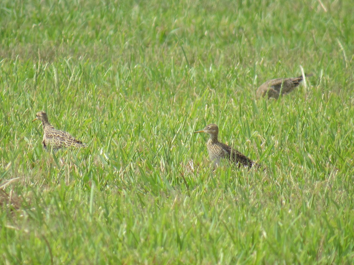 eBird Checklist - 2 Apr 2023 - South Donna Turf Farms - 13 species