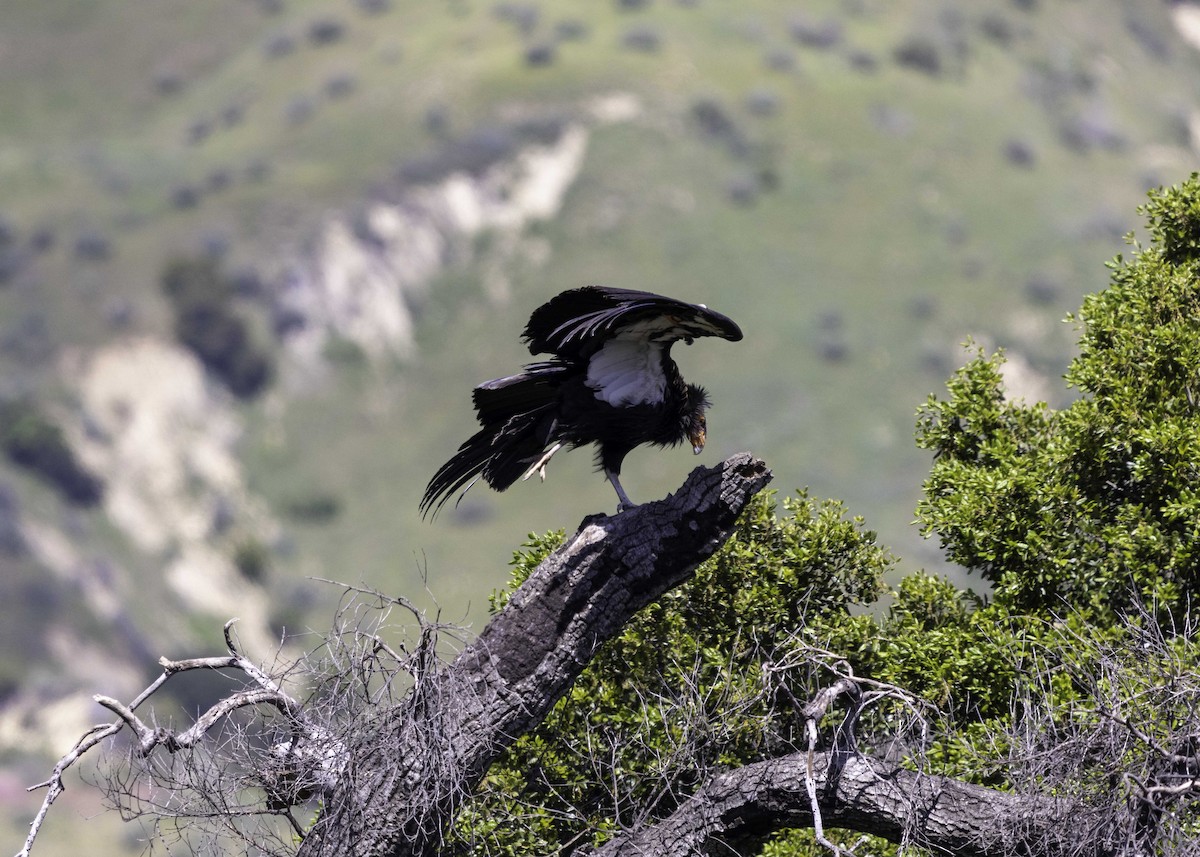 eBird Checklist - 3 Apr 2023 - Lake Piru Campground, Piru, California ...