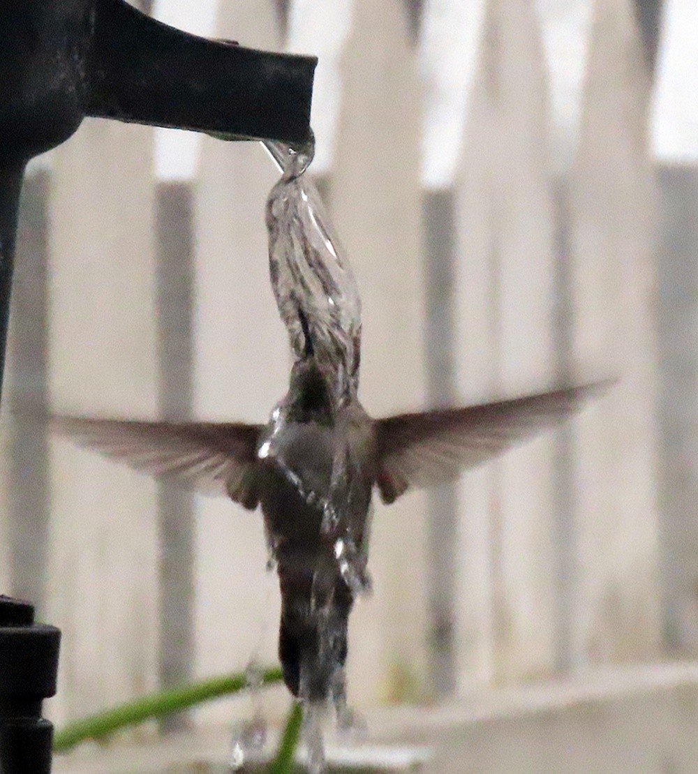 eBird Checklist - 4 Apr 2023 - Bower ln by Irrigation Ditch 1 - 22 species
