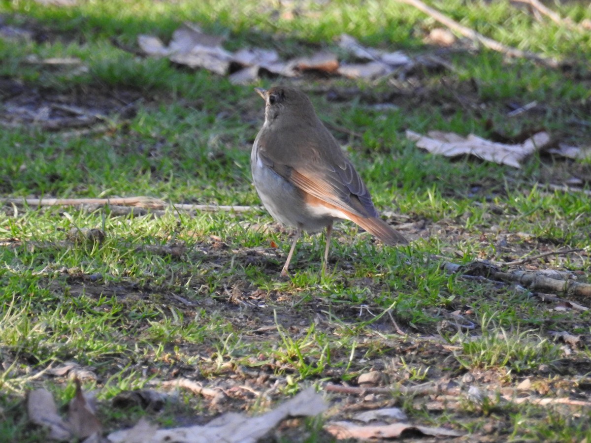 eBird Checklist - 2 Apr 2023 - Petros Lake Park - 24 species (+1 other ...