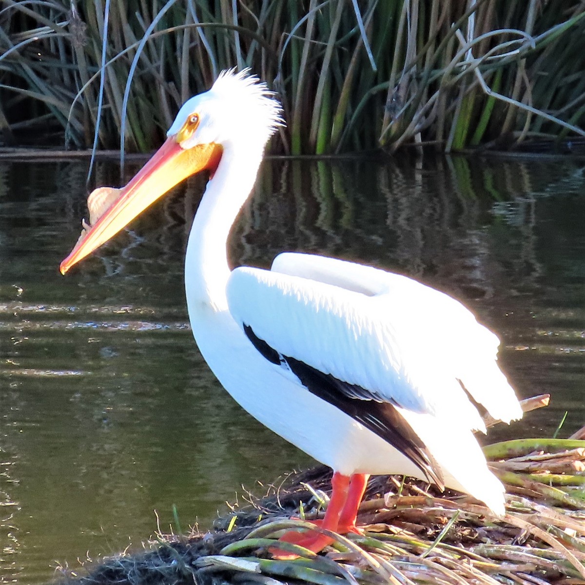 eBird Checklist - 4 Apr 2023 - Oso Flaco Lake (not for beach/ocean ...