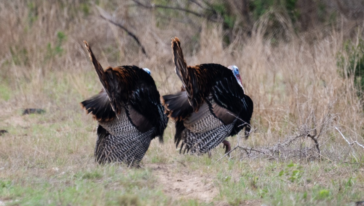 eBird Checklist - 29 Mar 2023 - King Ranch--Norias Division (Kenedy Co ...