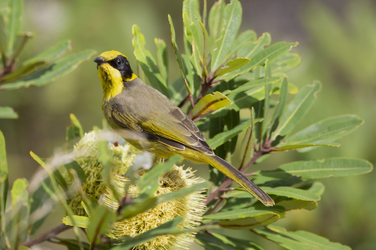 eBird Checklist - 5 Apr 2023 - Pelaw Main Loop Trail, Richmond Vale ...