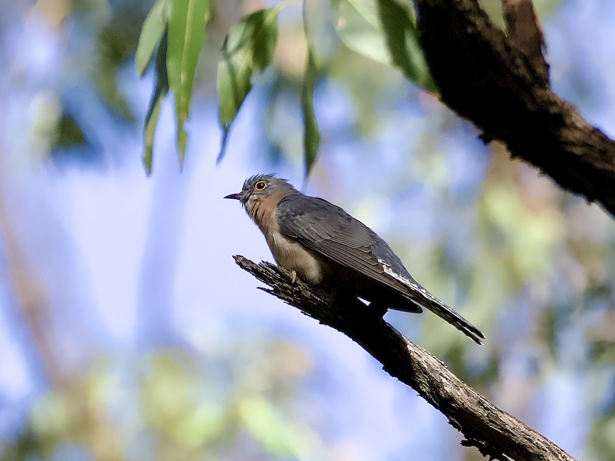 eBird Checklist - 5 Apr 2023 - Pelaw Main loop trail, Richmond Vale ...