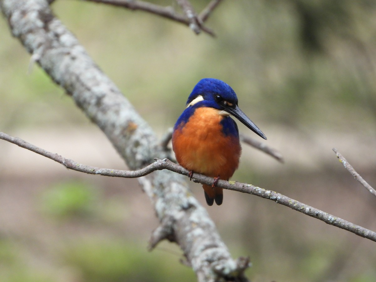 eBird Australia Checklist - 5 Apr 2023 - Cotter Reserve--Cotter Bend - 24 species