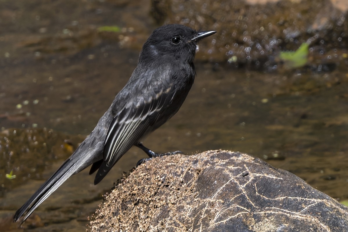 eBird Checklist - 2 Apr 2023 - Cerro Azul--Río Mono - 2 species