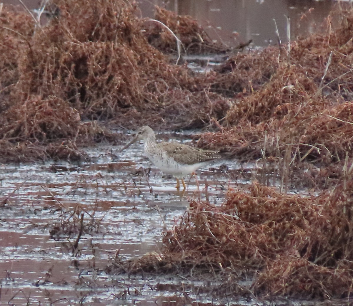eBird Checklist - 5 Apr 2023 - Wallkill River NWR--Owens Station Rd. to ...