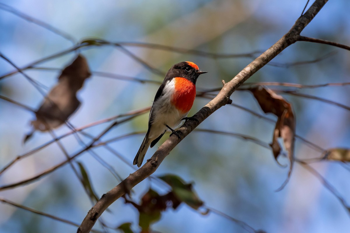 eBird Checklist - 5 Apr 2023 - Kumbartcho Sanctuary Eatons Hill - 1 species eBird Checklist - 5 Apr 2023 - Kumbartcho Sanctuary Eatons Hill - 1 species