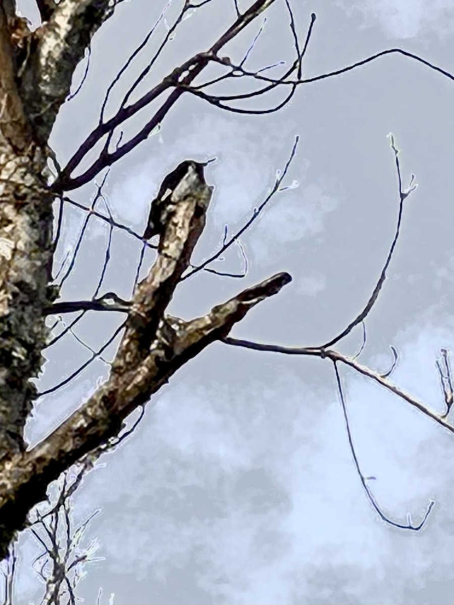 eBird Checklist - 5 Apr 2023 - East Bremerton--Lions Park - 24 species ...