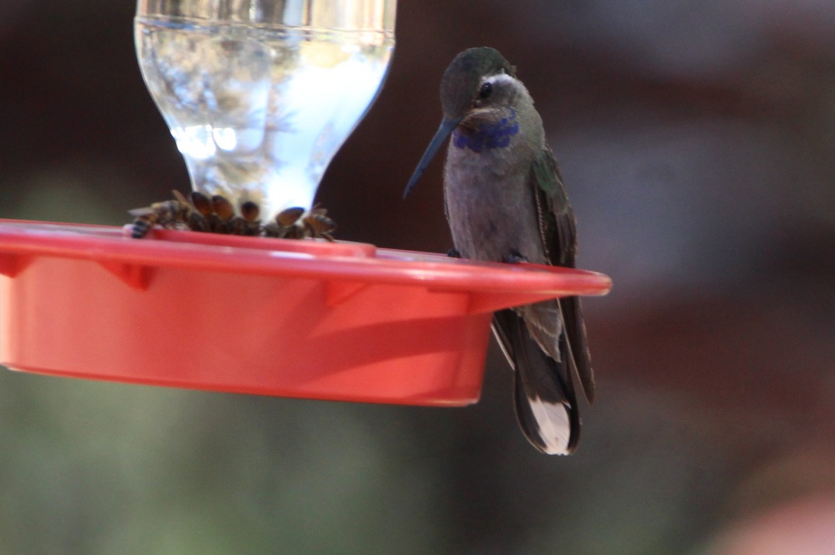 eBird Checklist - 5 Apr 2023 - Battiste's Bird Garden - 19 species