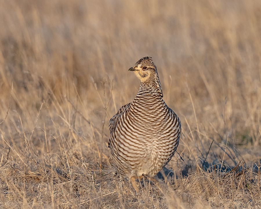 Greater/Lesser Prairie-Chicken - eBird