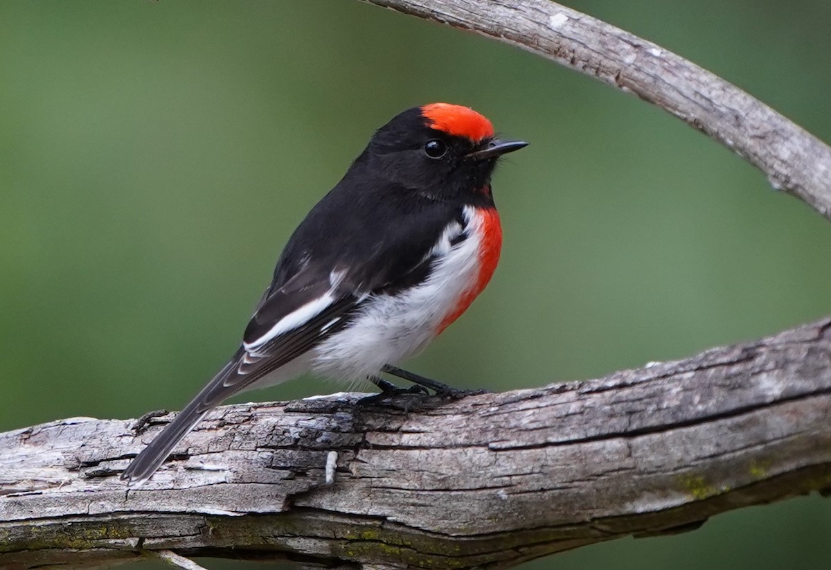 eBird Checklist - 6 Apr 2023 - Kumbartcho Sanctuary - 10 species eBird Checklist - 6 Apr 2023 - Kumbartcho Sanctuary - 10 species