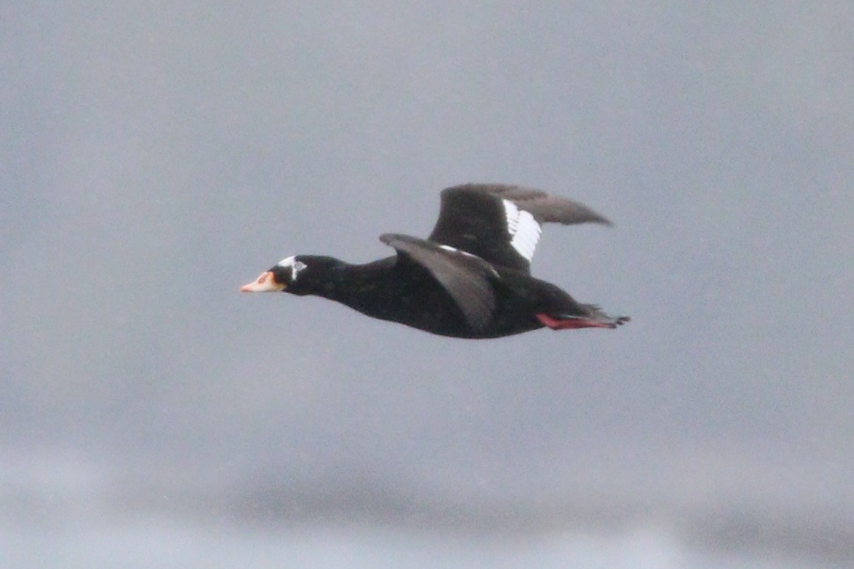Surf x White-winged Scoter (hybrid) - eBird
