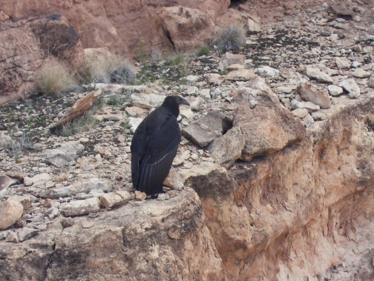 eBird Checklist - 4 Apr 2023 - Glen Canyon NRA--Navajo Bridge - 1 species