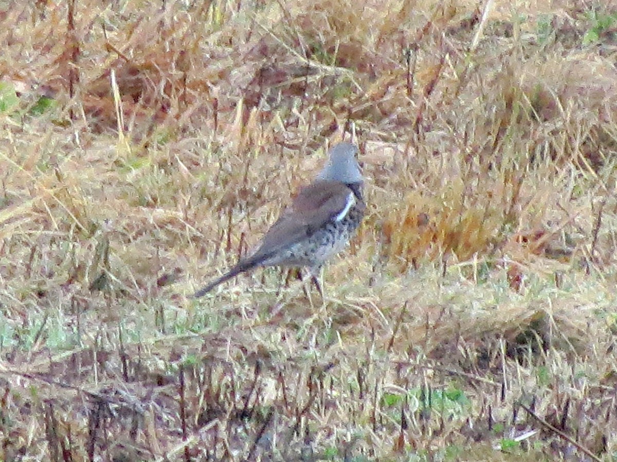 eBird Checklist - 22 Apr 2017 - stakeout Fieldfare, Newcastle (2017 ...