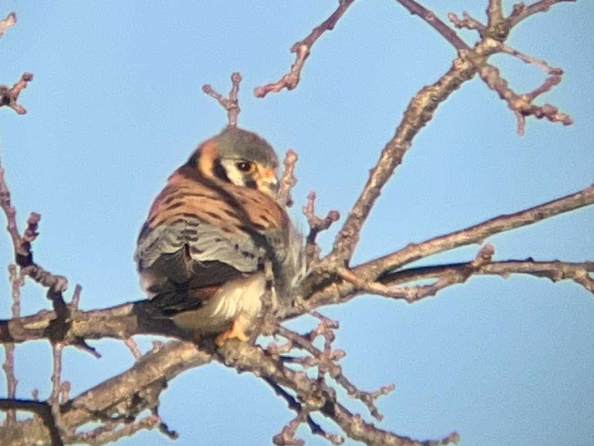eBird Checklist - 6 Apr 2023 - Bender Park - 45 species