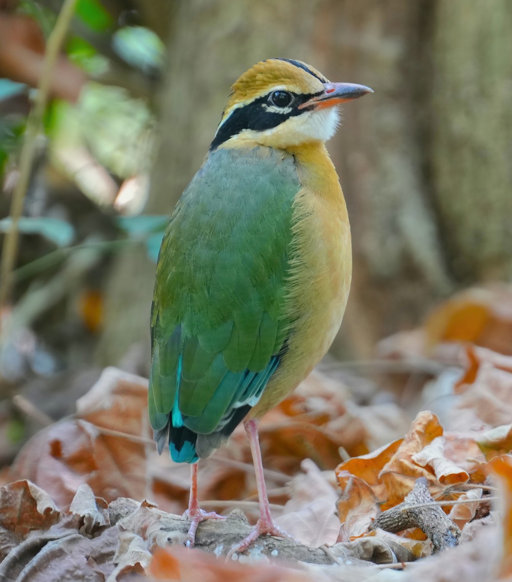 eBird India Checklist - 6 Apr 2023 - Nandi Hills - 34 species