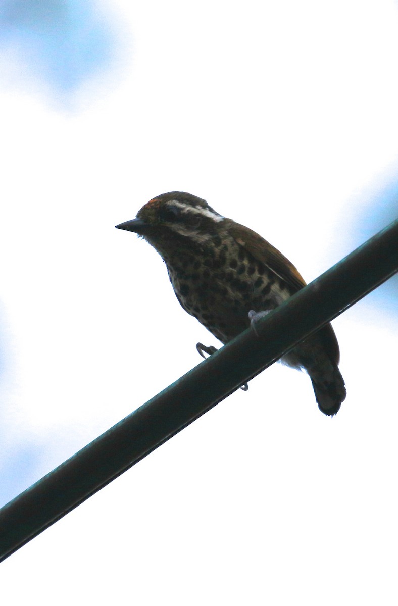 eBird Checklist - 26 Feb 2023 - Doi Inthanon National Park, Chom Thong ...