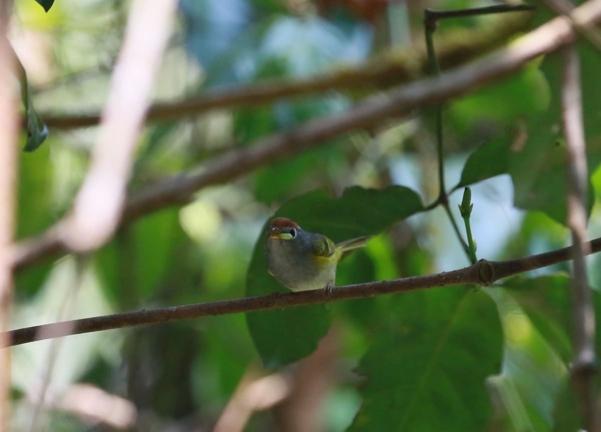 eBird Checklist - 27 Feb 2023 - Doi Inthanon NP--Jeep Track (Km 37.5 ...