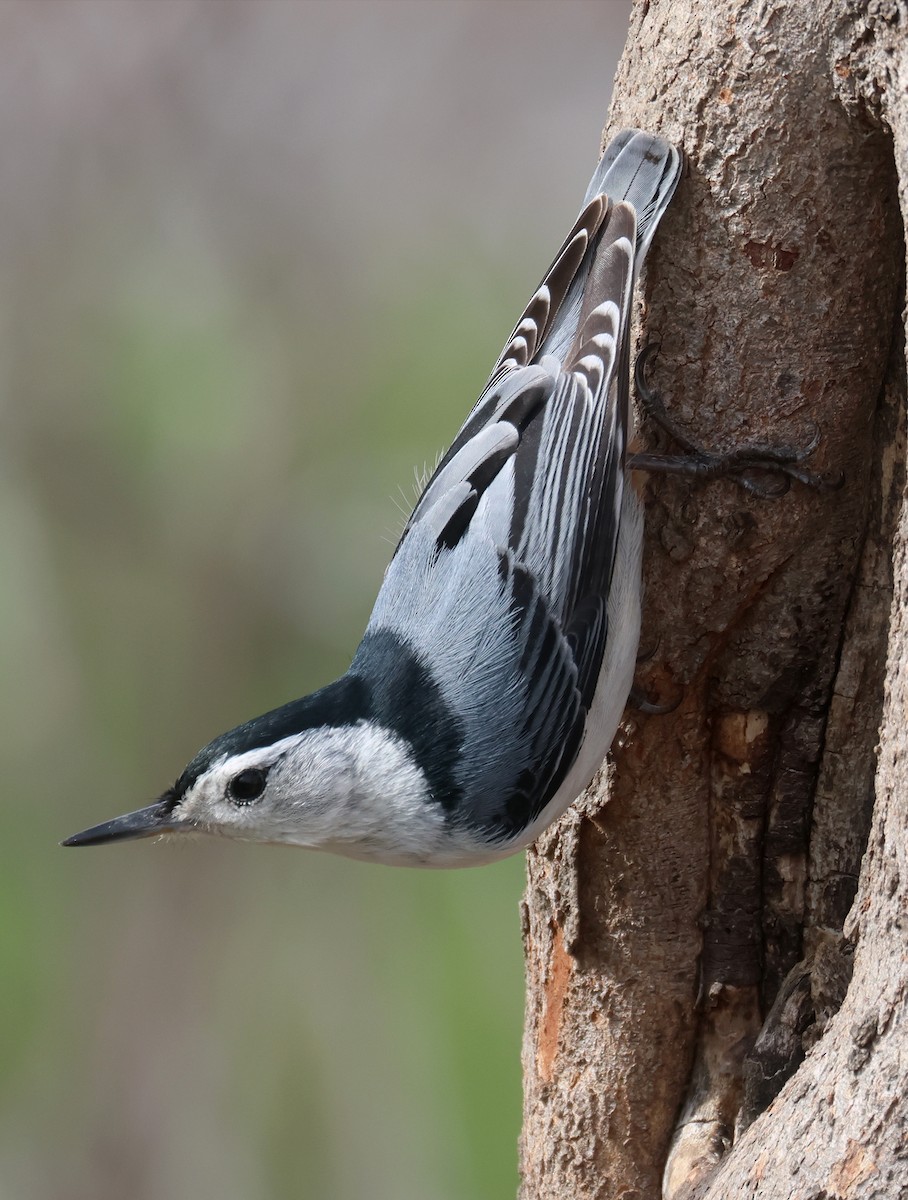 eBird Checklist - 6 Apr 2023 - Eureka House (PRIVATE) - 3 species
