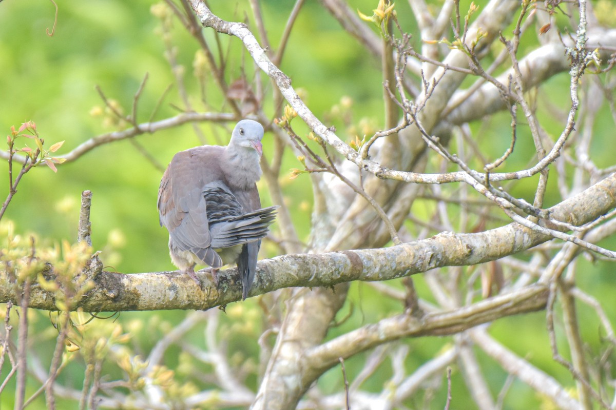 eBird Checklist - 1 Apr 2023 - Kaeng Krachan NP--Panoen Thung (upper ...