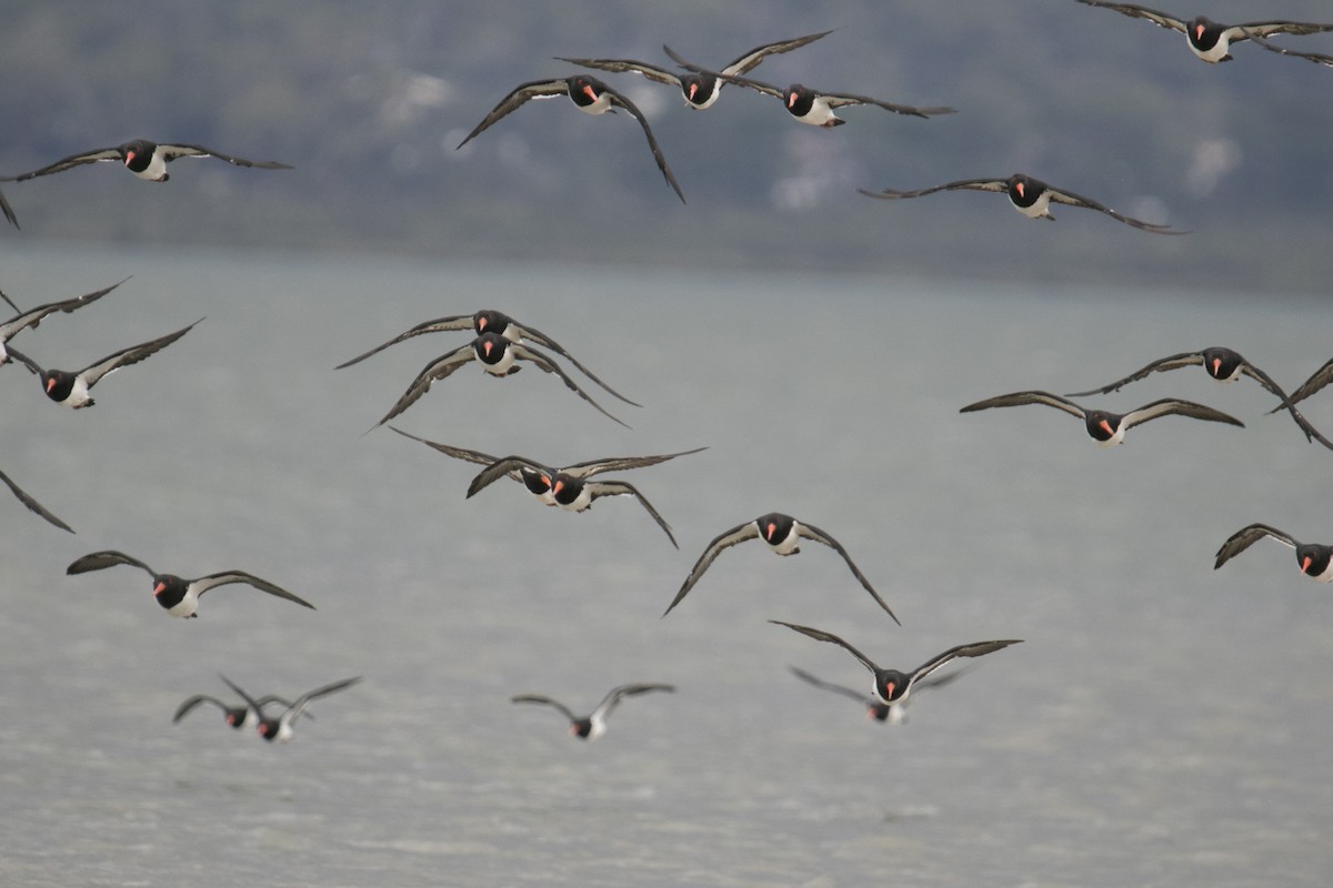 eBird Checklist - 7 Apr 2023 - Stockyard Point - 32 species (+1 other taxa)