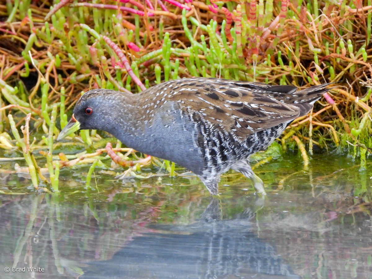 eBird Checklist - 7 Apr 2023 - Western Treatment Plant--Little River ...