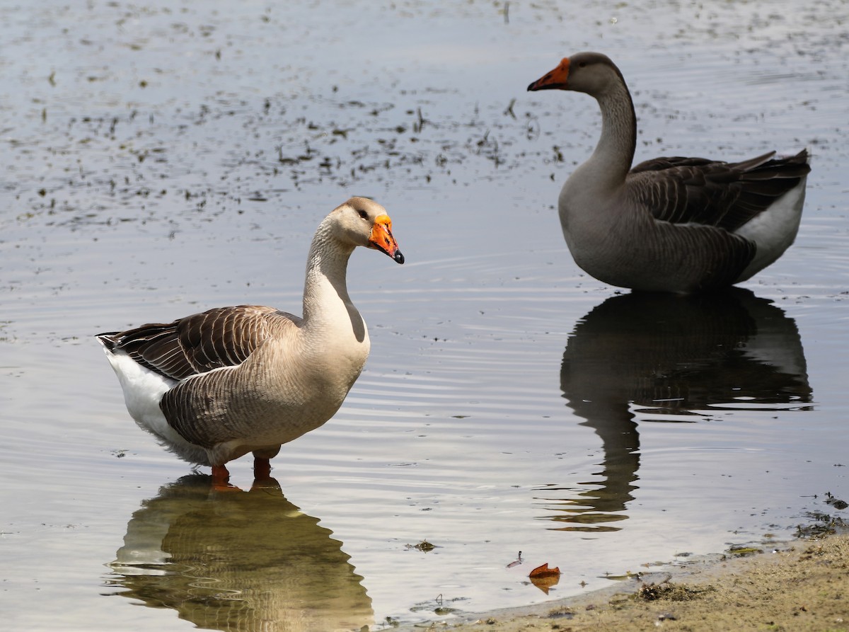 eBird Checklist - 6 Apr 2023 - Lake Davis - 22 species (+1 other taxa)