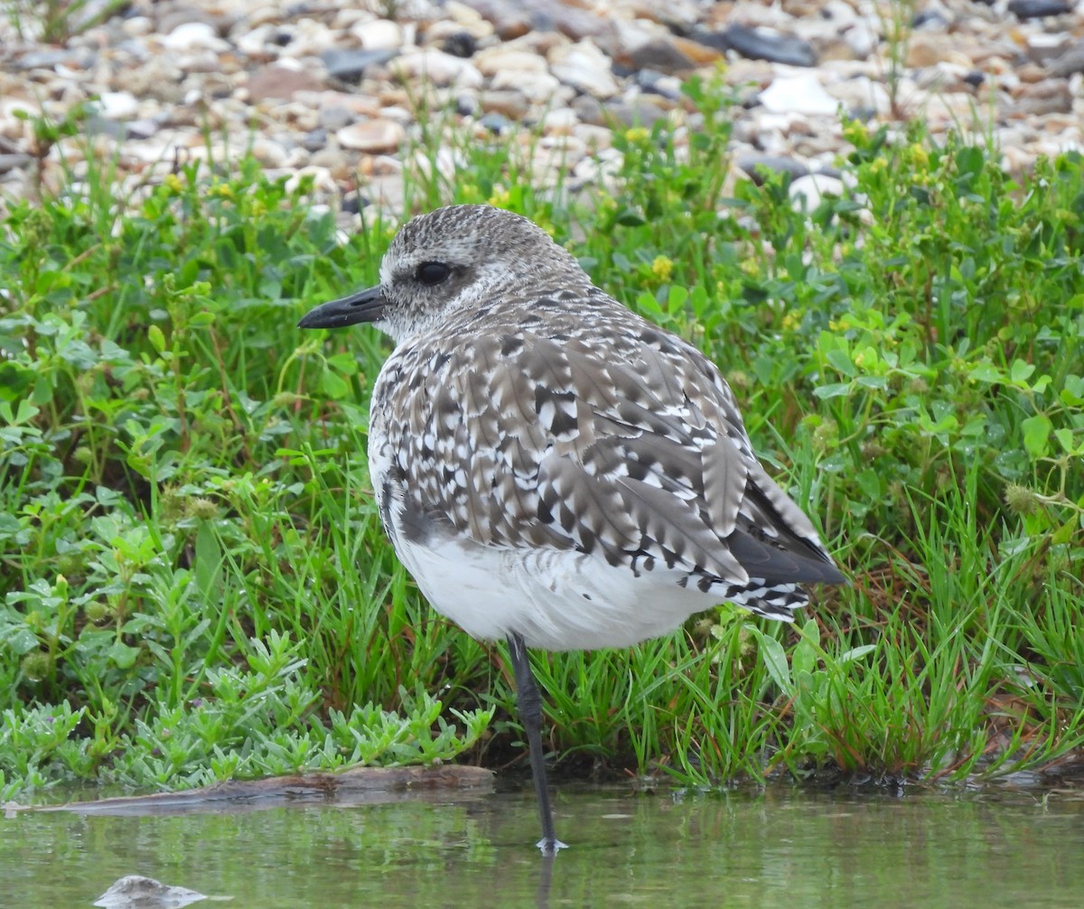 eBird Checklist - 7 Apr 2023 - Texas City Dike (UTC 074) - 8 species