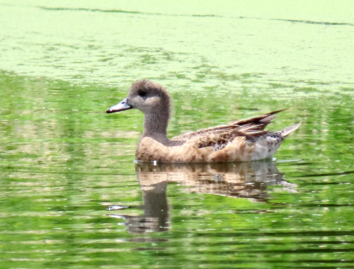 eBird Checklist - 7 Apr 2023 - Peaceful Waters Sanctuary - 29 species